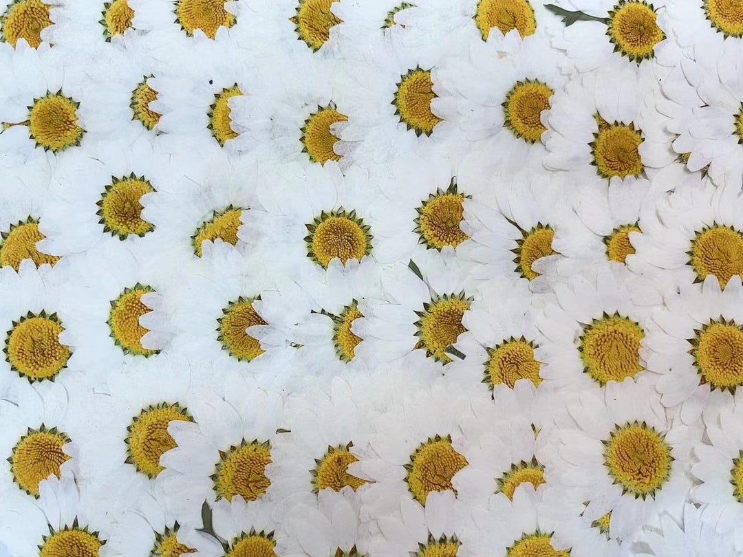 Pressed White Daisy (3 Sizes) 12pcs/pack Small Dry Flower Preserved ...