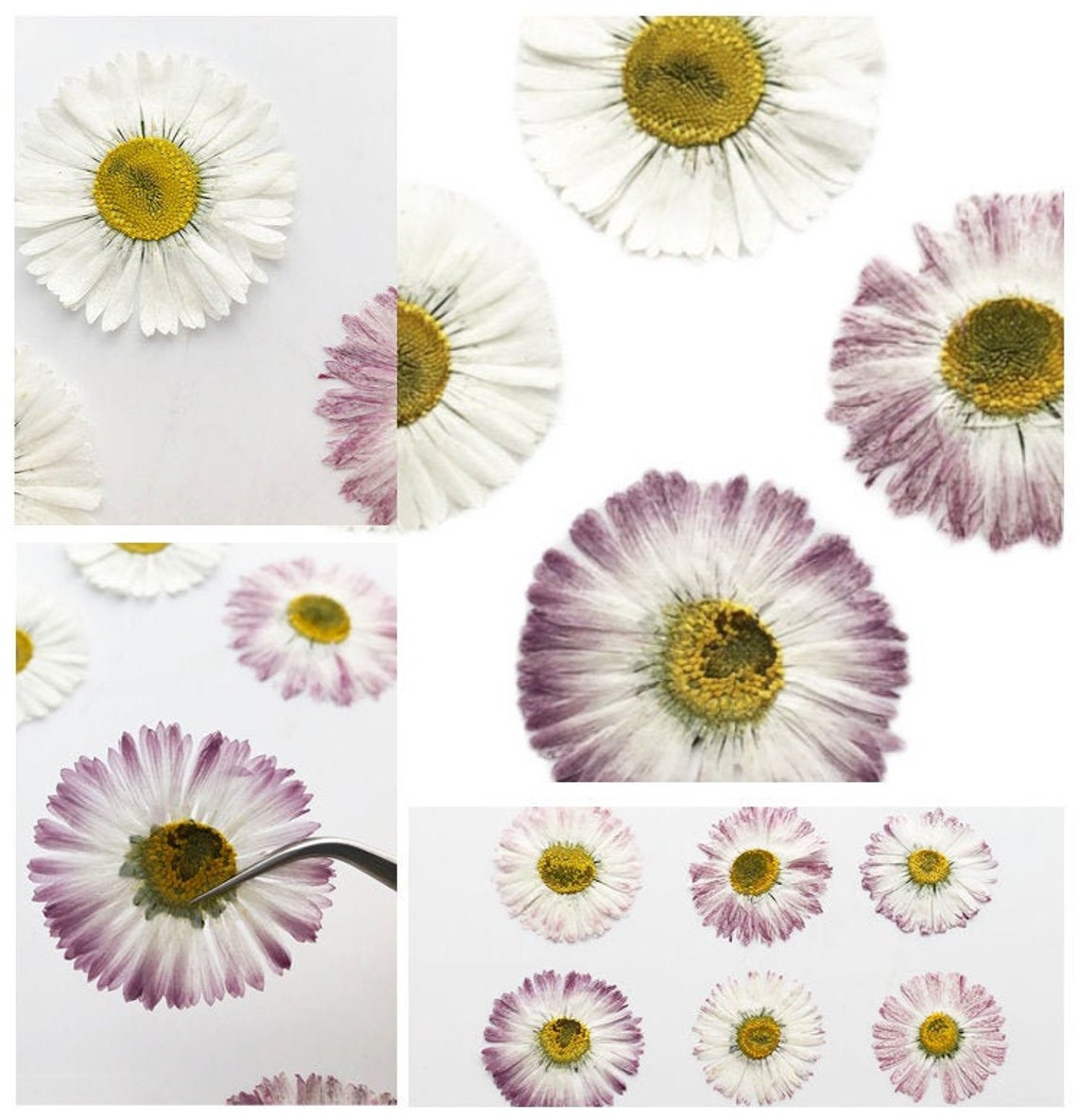 Pressed Daisy Flowersa Pack of 6 PCS Dried Pressed | Etsy