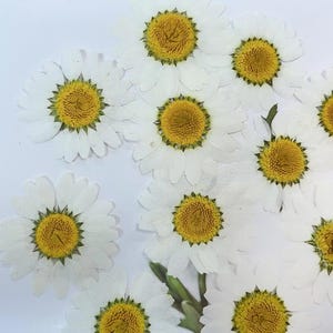 Pressed White Daisy (3 Sizes) 12pcs/pack Small Dry Flower Preserved ...