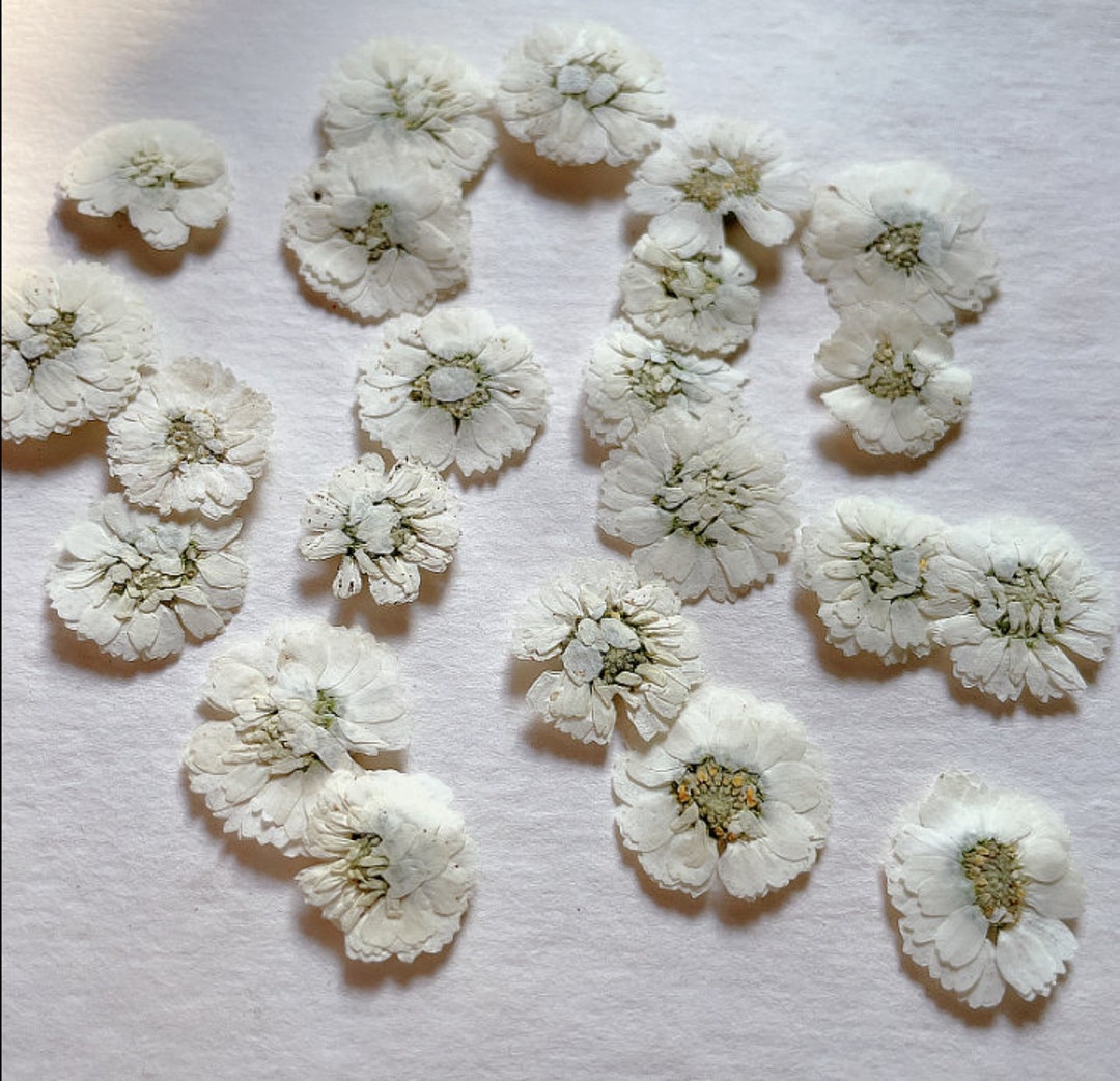 Pressed Flower,white Daisies Pressed Flower,set of 10 Pcs,pressed White ...