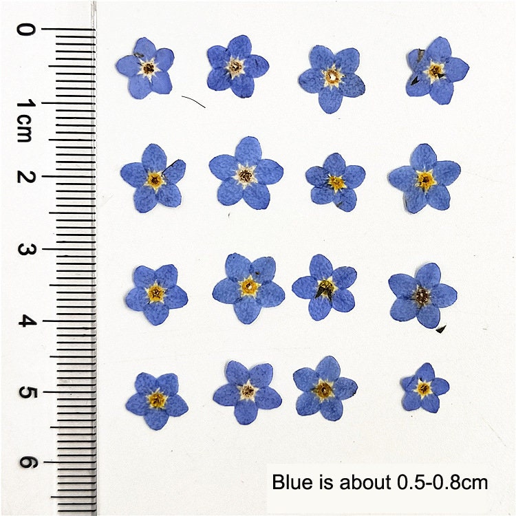 Set of 100 Pcspressed Forget Me Notsblue Forget Me Nots - Etsy