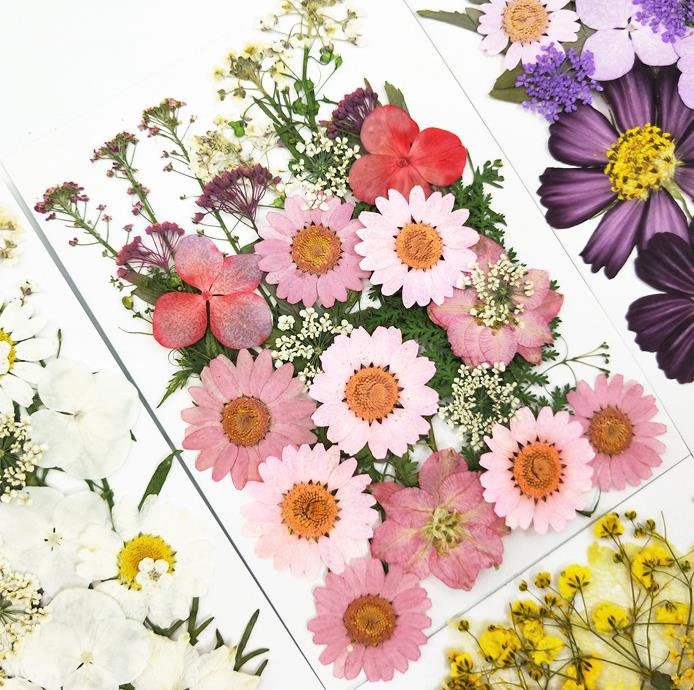 A Pack of 28-35 PCS Dried Flat Flower Packs Pressed Flowers - Etsy