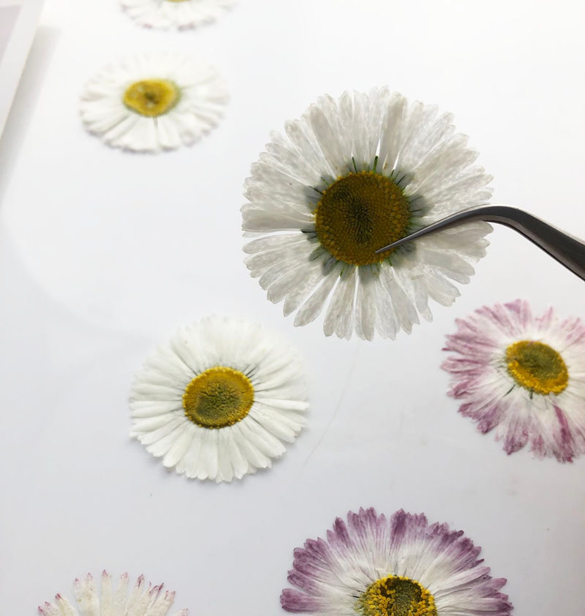 Pressed Daisy Flowersa Pack of 6 PCS Dried Pressed | Etsy
