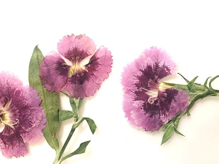Pressed Flowerspink Purple Pressed Flower12 Pcs/packdried - Etsy