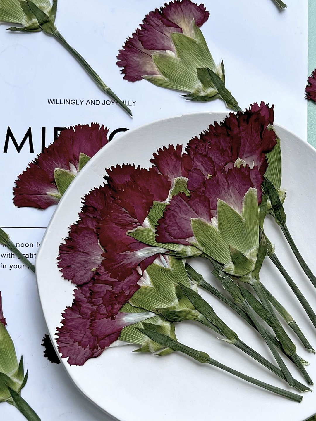Pressed Flowers,carnation Stems Dry,half Carnation 6 Pcs/pack,dry ...