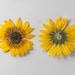 Pressed Flower,pressed Flower Big Sunflower,2 Pcs/pack,dry Flower ...