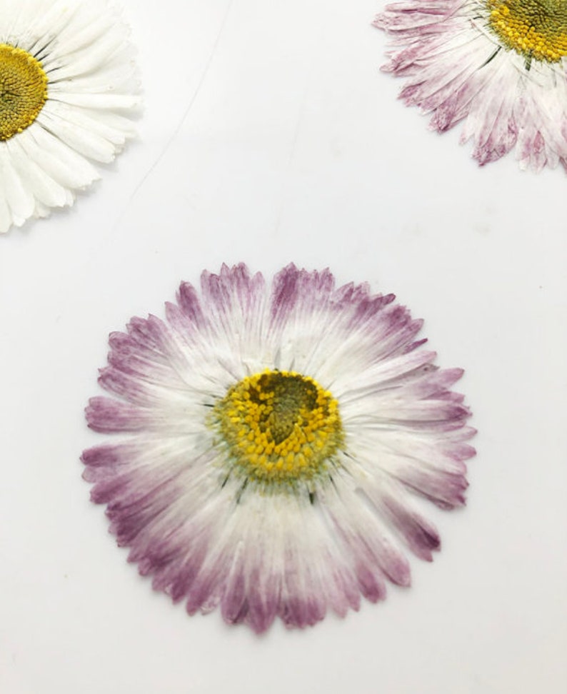 Pressed Daisy Flowersa Pack of 6 PCS Dried Pressed | Etsy