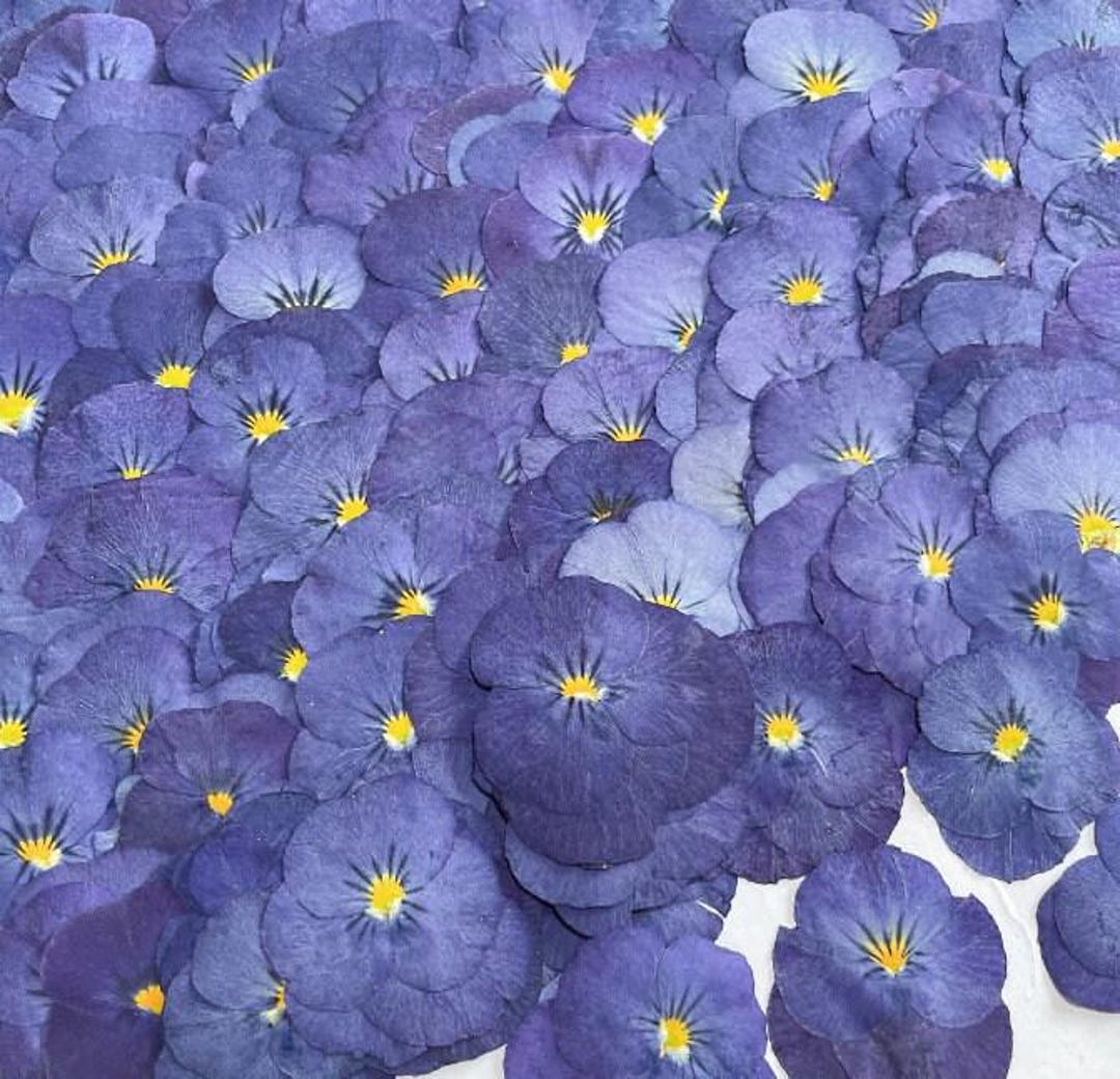 Pressed Purple Pansy Flowers, Real Dried Flowers, 12 PCS - Etsy