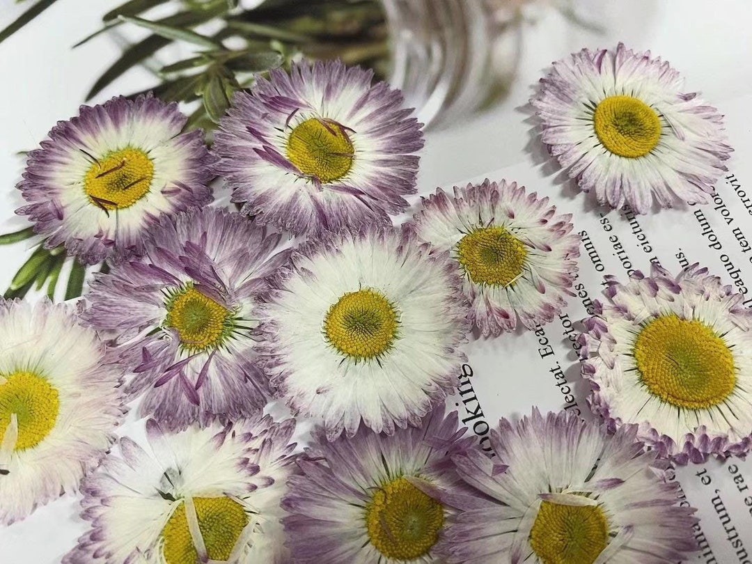 Pressed Daisy Flowers,a Pack of 6 PCS Dried Pressed Flowers,dried ...