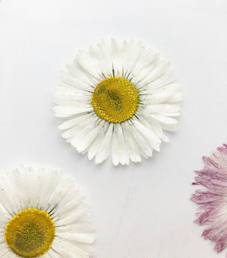 Pressed Daisy Flowersa Pack of 6 PCS Dried Pressed | Etsy