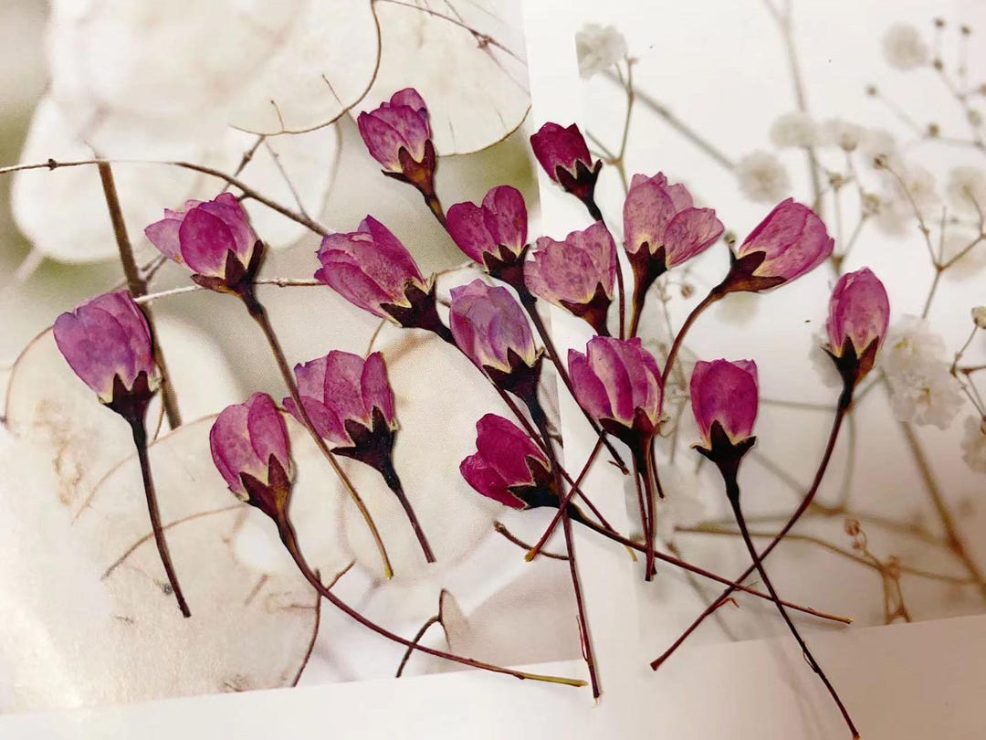 Pressed Purple Begonia Flowers for Resin, 12 PCS Flat Flower Pack - Etsy