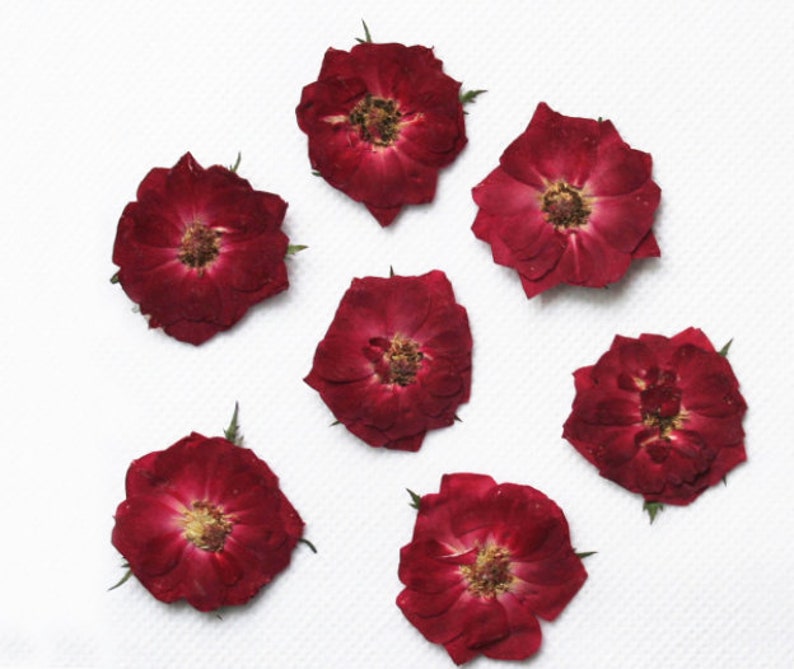 Rose Pressed Flowersa Pack of 10 PCS Dried Pressed - Etsy