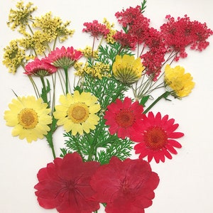 Dried Flat Flower Packsa Pack of 12-15 PCS Pressed Flowers - Etsy