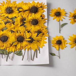 Pressed Flower,sunflower Pressed Flower,set of 2 Pcs,pressed Yellow ...