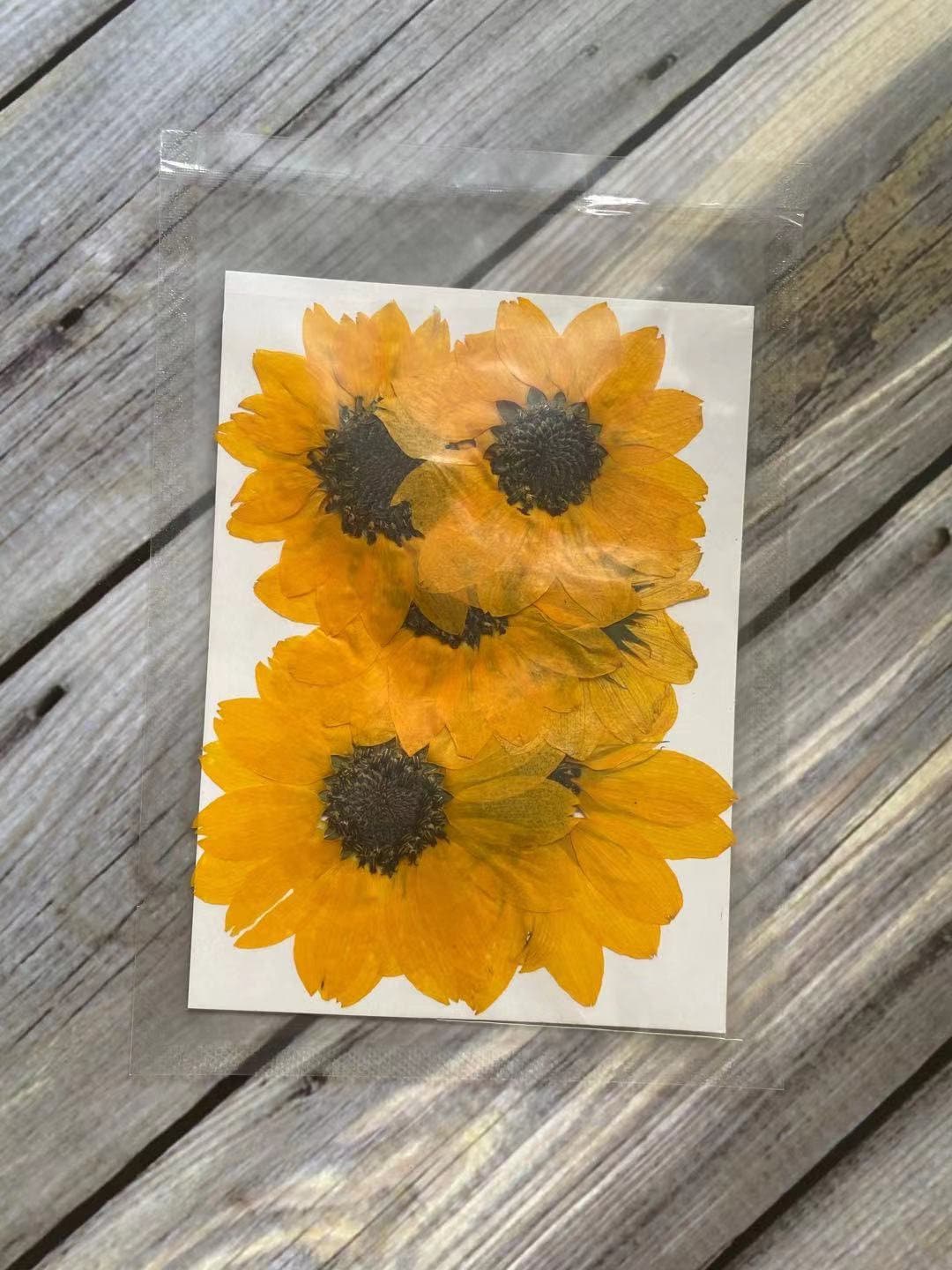 Pressed Flowers Sunflower,5 Pcs/pack,pressed Flowers Large Orange ...