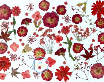 Real Dried Pressed Flowers Red Mini Rose 16 Pieces - Etsy