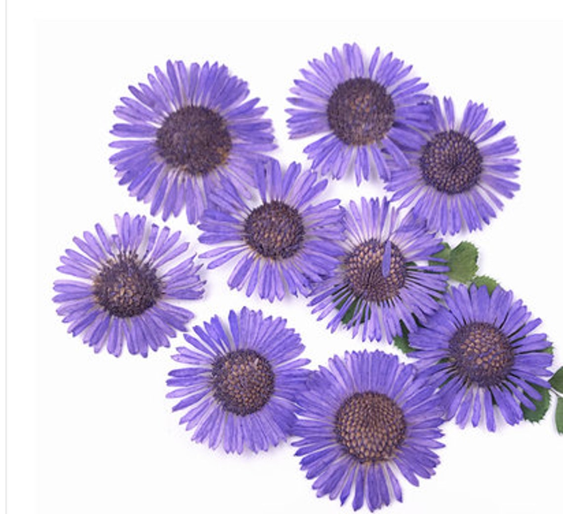Set of 12 PCS Dried Purple Flower Pressed Flowers Real Flat | Etsy