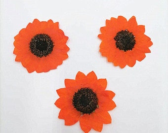 Pressed Flowers Sunflower5 Pcs/packpressed Flowers Large - Etsy