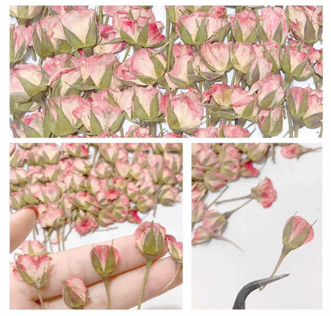 A Pack of 12 Pcsdried Pressedpink Rose Buds Pressed Real - Etsy