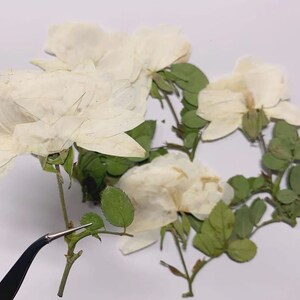 Pressed Flowers,rose White Pressed Flowers 6 Pcs/pack,pressed Flower ...