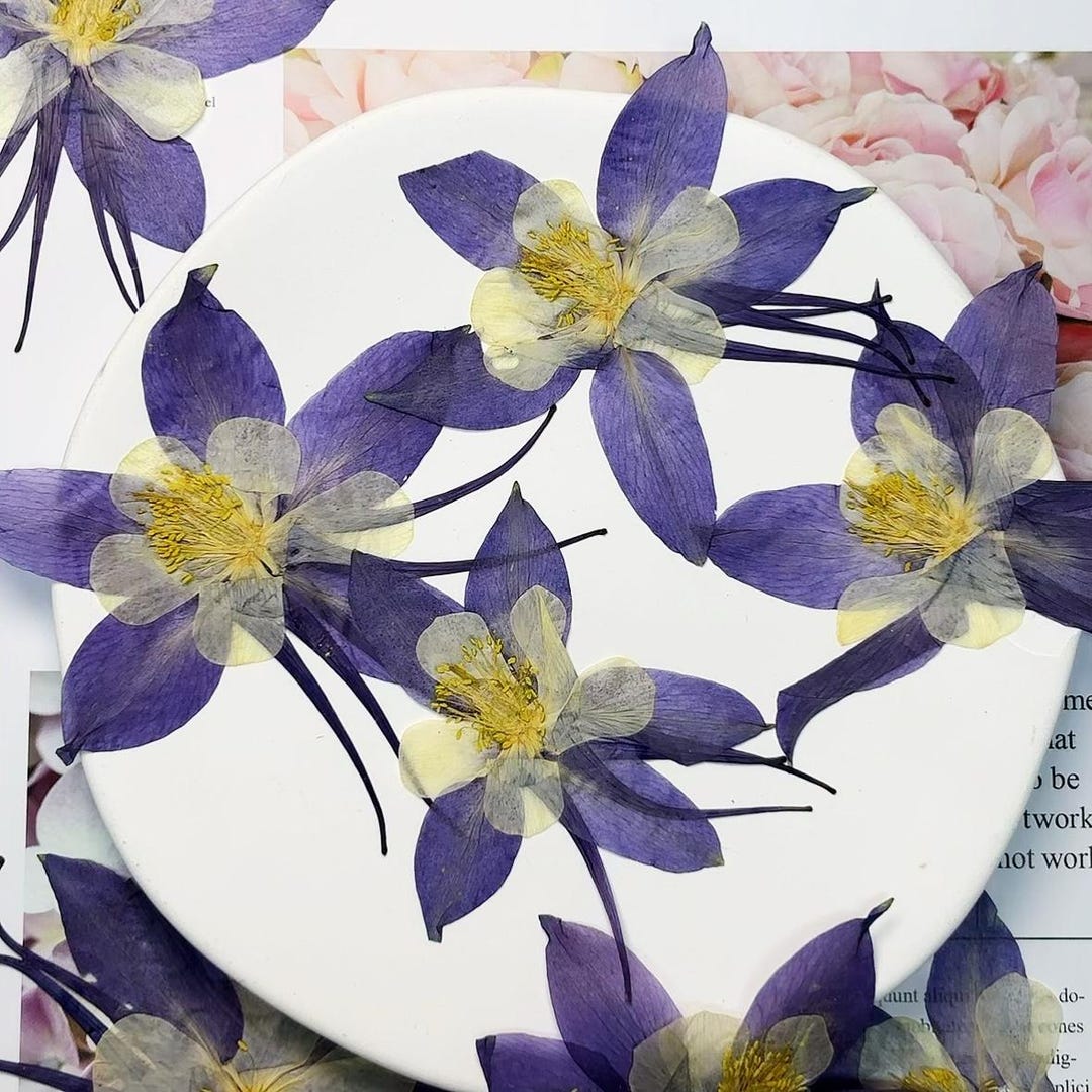 Bulk Pressed Flower,6 Pcs/pack,blue Columbines Dried Flat Flower ...
