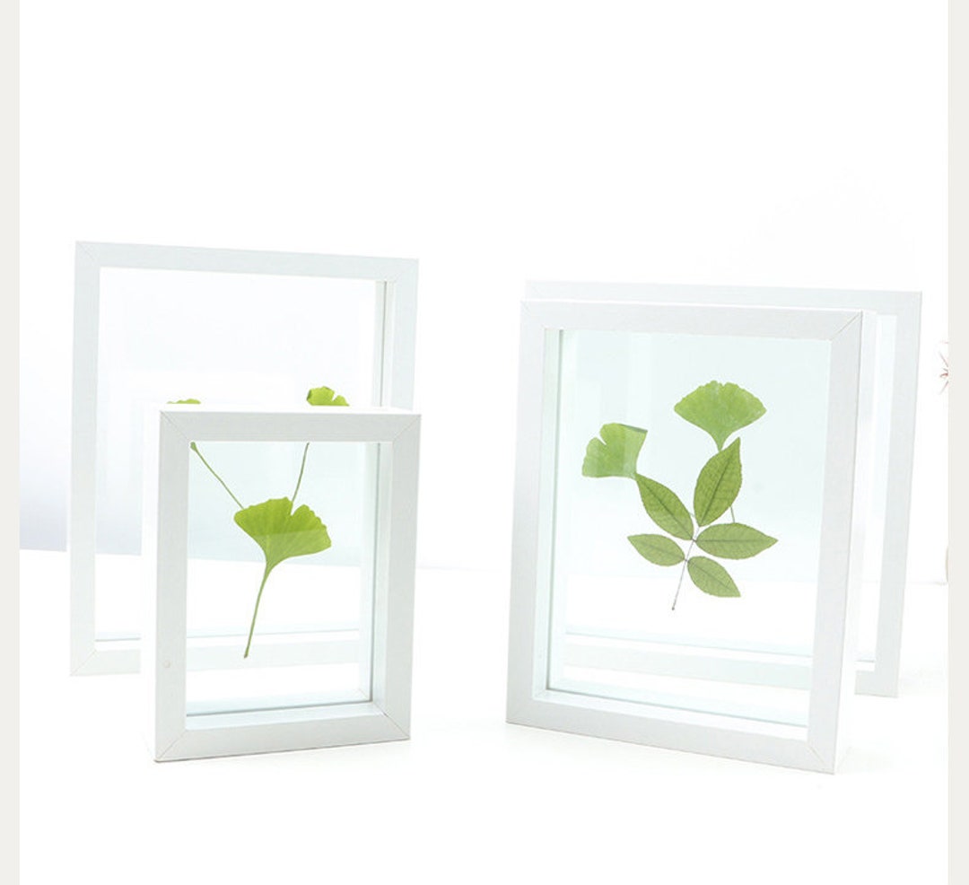 Herbarium Frame for Pressed Flower Art Double Glass Specimen - Etsy
