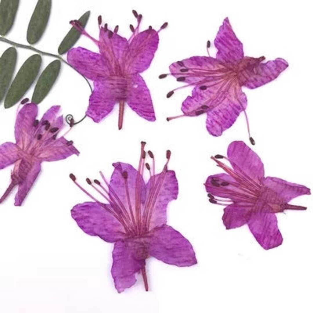 Pressed Flower,pressed Azalea,12 Pcs/pack, Purple Dried Flower,azalea ...
