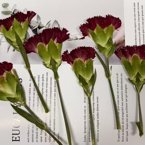 Pressed Flowers,carnation Stems Dry,half Carnation 6 Pcs/pack,dry ...