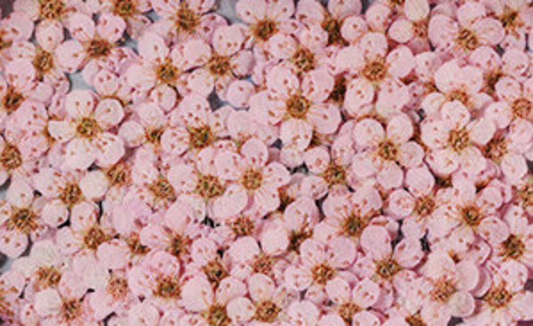 Pressed Flowers,light Pink Pressed Flowers,20 Pcs/pack,light Pink ...