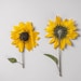 Pressed Flower,sunflower Pressed Flower,set of 2 Pcs,pressed Yellow ...