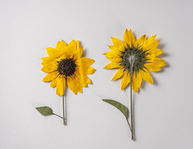 Pressed Flower,sunflower Pressed Flower,set of 2 Pcs,pressed Yellow ...