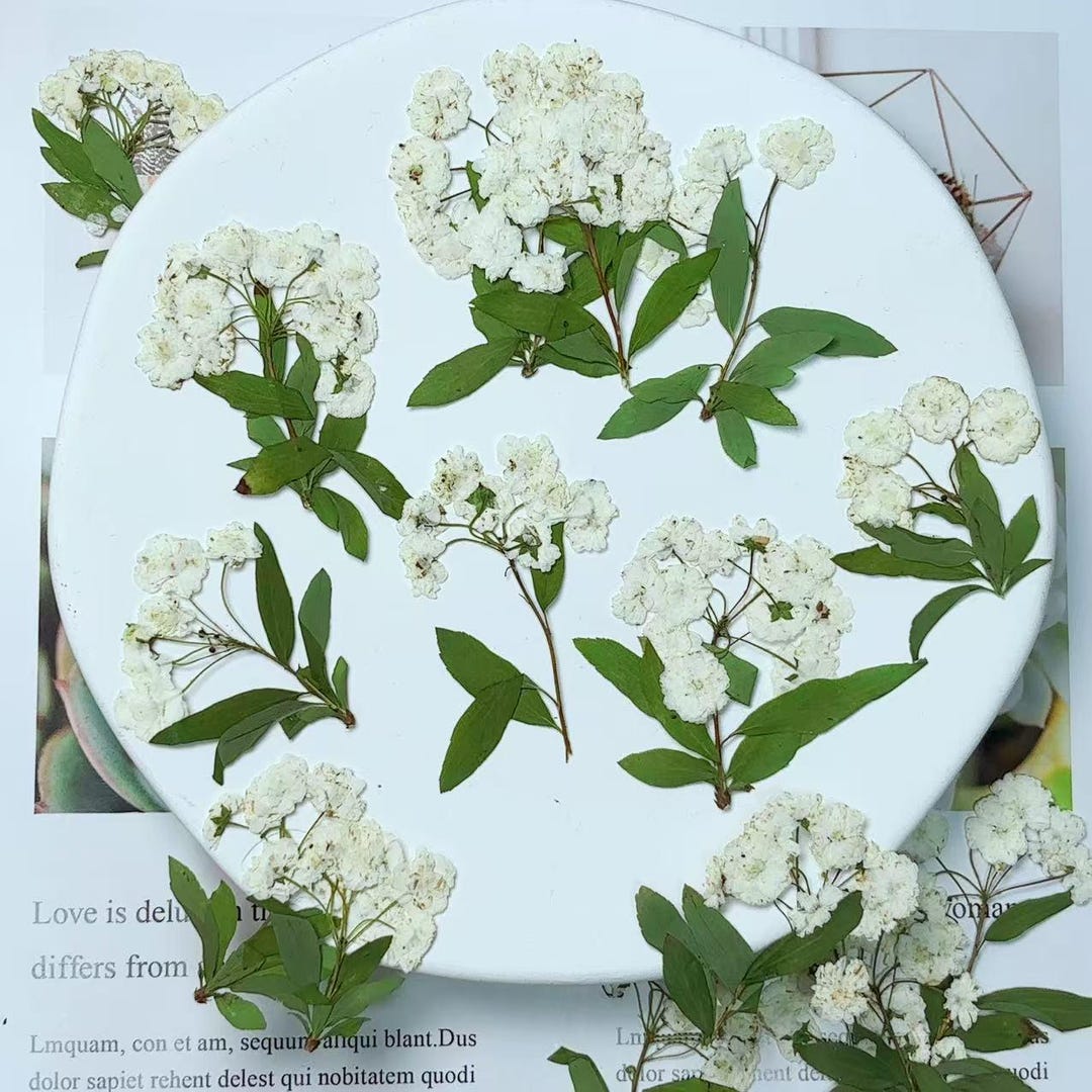 Bridal Wreath Spirea Pressed Flowers: Scrapbooking Art, Set of 6 Dry ...