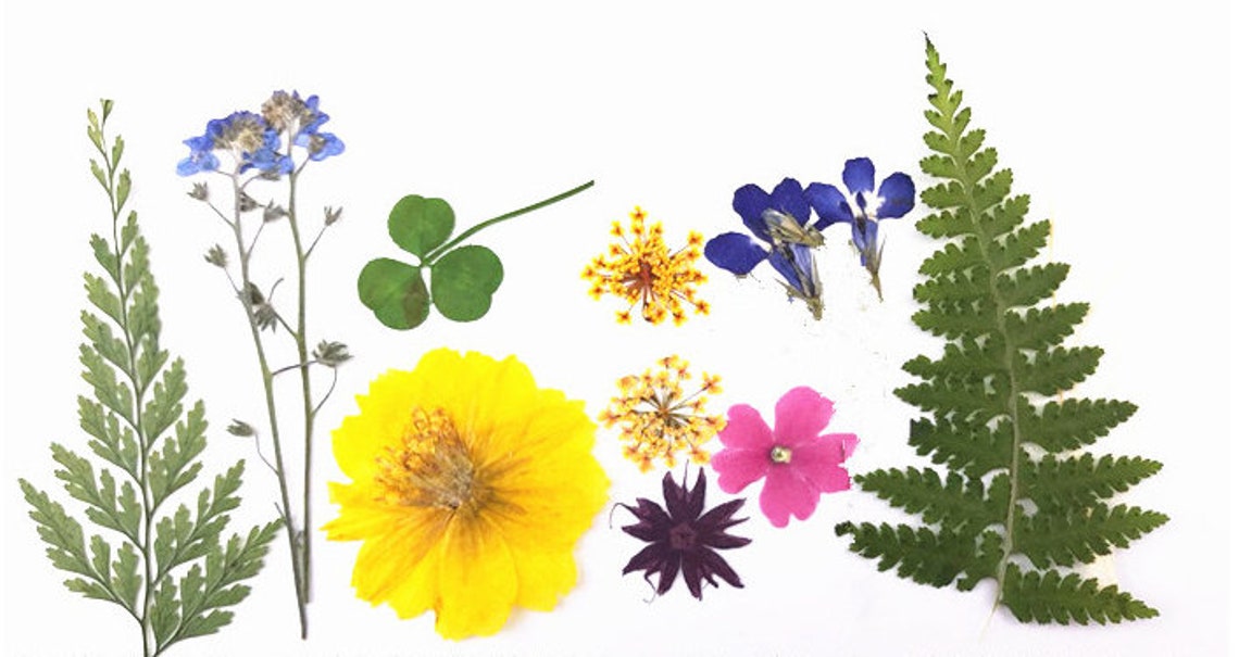 Pressed Flowersa Pack of 20-25 PCS Dried Flowersdried - Etsy