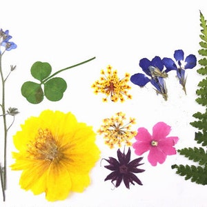 Pressed Flowers,a Pack of 20-25 PCS Dried Flowers,dried Flowers for ...