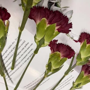 Pressed Flowers,carnation Stems Dry,half Carnation 6 Pcs/pack,dry ...