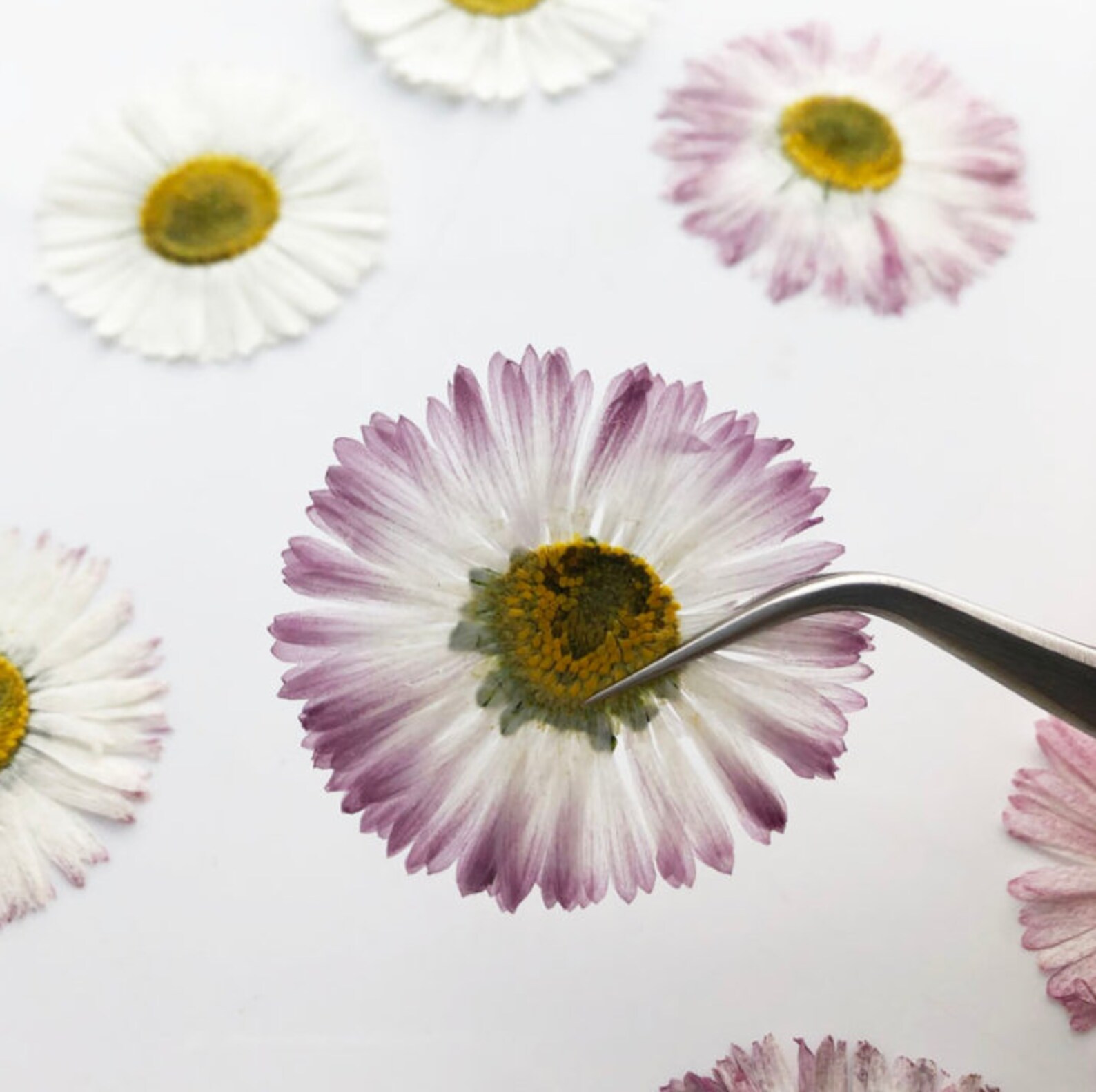 Pressed Daisy Flowersa Pack of 6 PCS Dried Pressed | Etsy