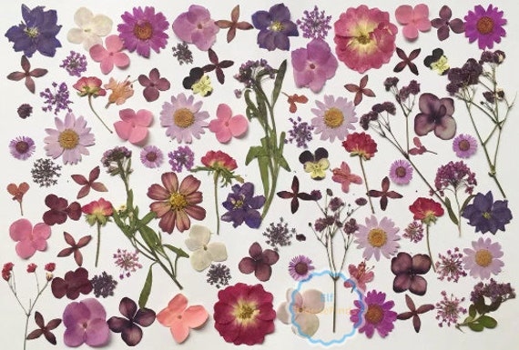 Pressed Flowersa Pack of 20 PCS Dried Pressed Flowerspurple | Etsy