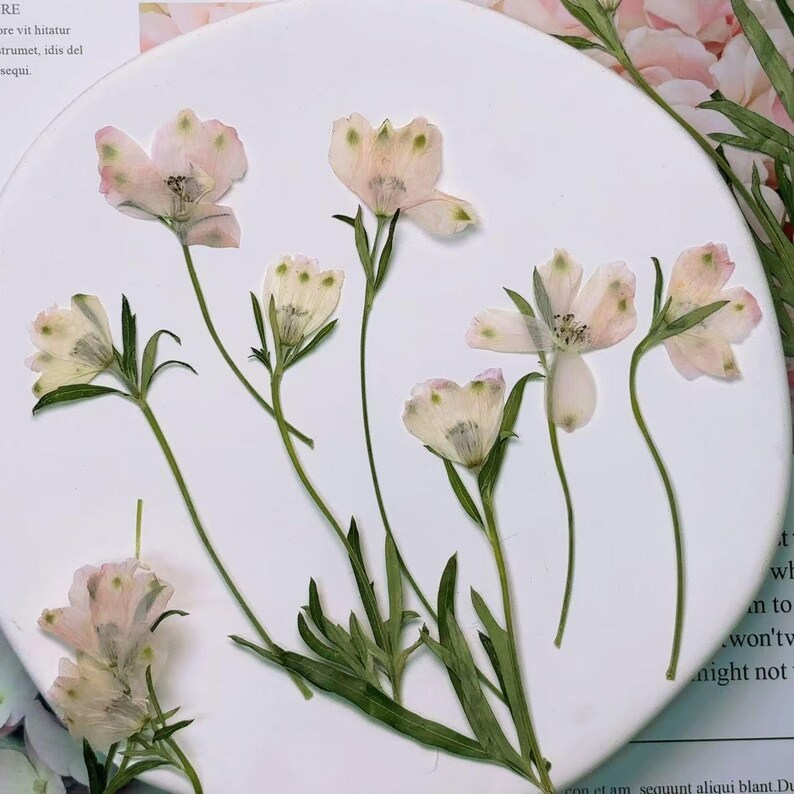 Pressed Flowers,light Pink Pressed Flowers,dry Flower Stems,6 Pcs/pack ...