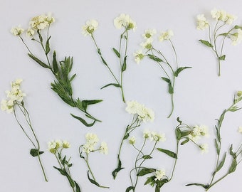 Pressed White Daisy 3 Sizes 12pcs/pack Small Dry Flower Preserved White ...