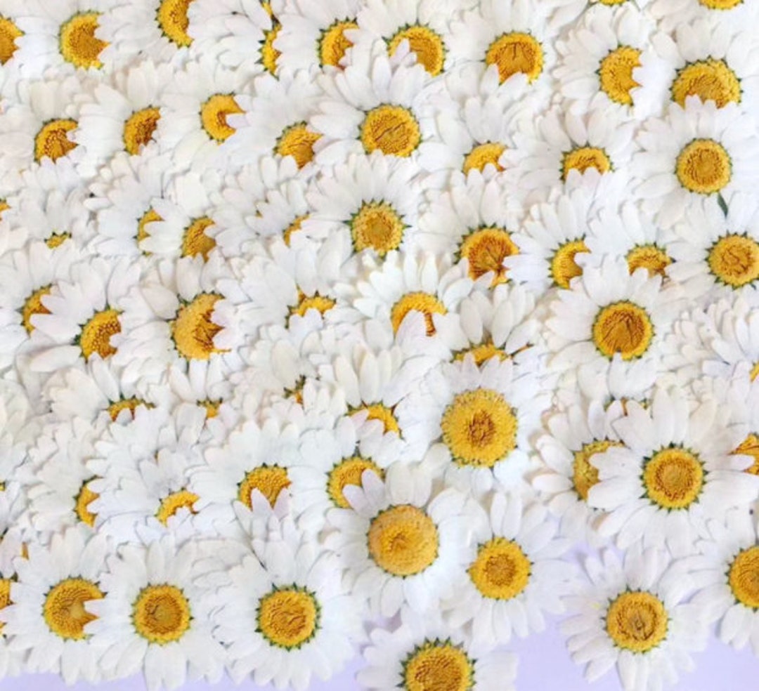 Pressed White Daisy 3 Sizes 12pcs/pack Small Dry Flower Preserved White ...