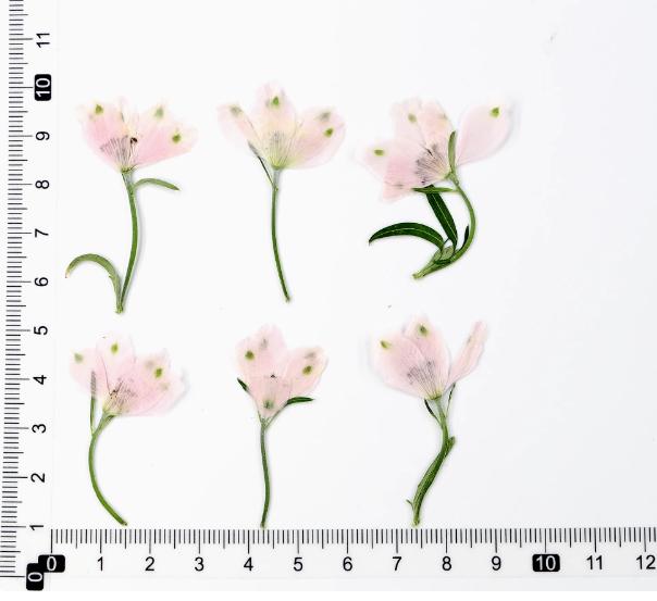 Pressed Flowers,light Pink Pressed Flowers,dry Flower Stems,6 Pcs/pack ...
