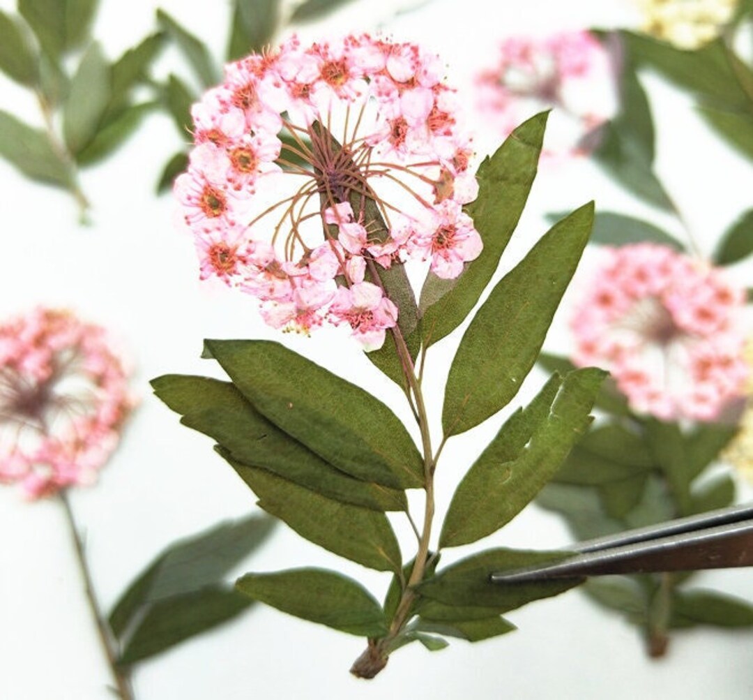 Pink Dried Pressed Flower Stems - Real Dry Flowers (6 Pcs/pack) - Etsy