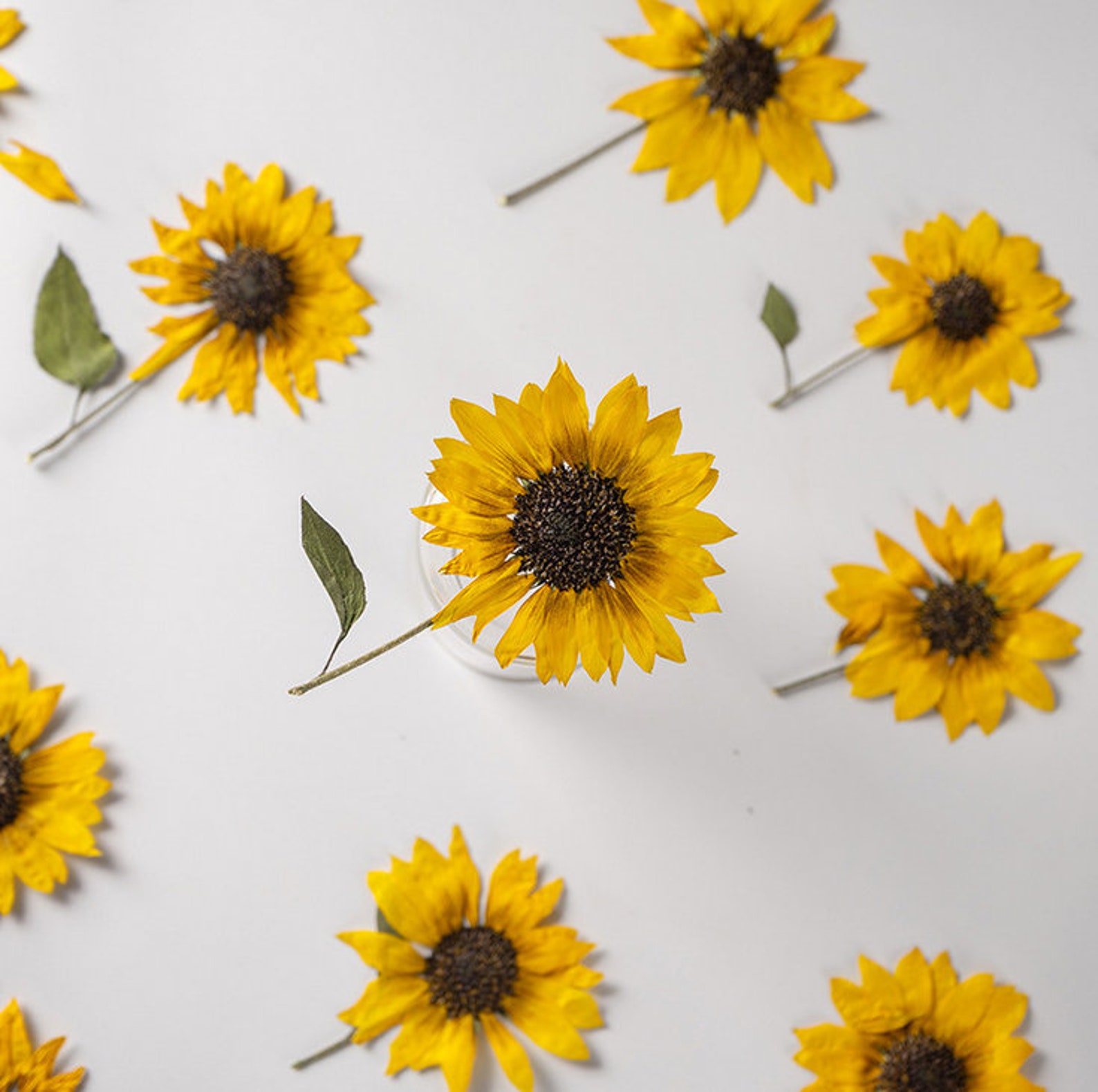 Pressed Flower,sunflower Pressed Flower,set of 2 Pcs,pressed Yellow ...