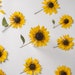 Pressed Flower,sunflower Pressed Flower,set of 2 Pcs,pressed Yellow ...