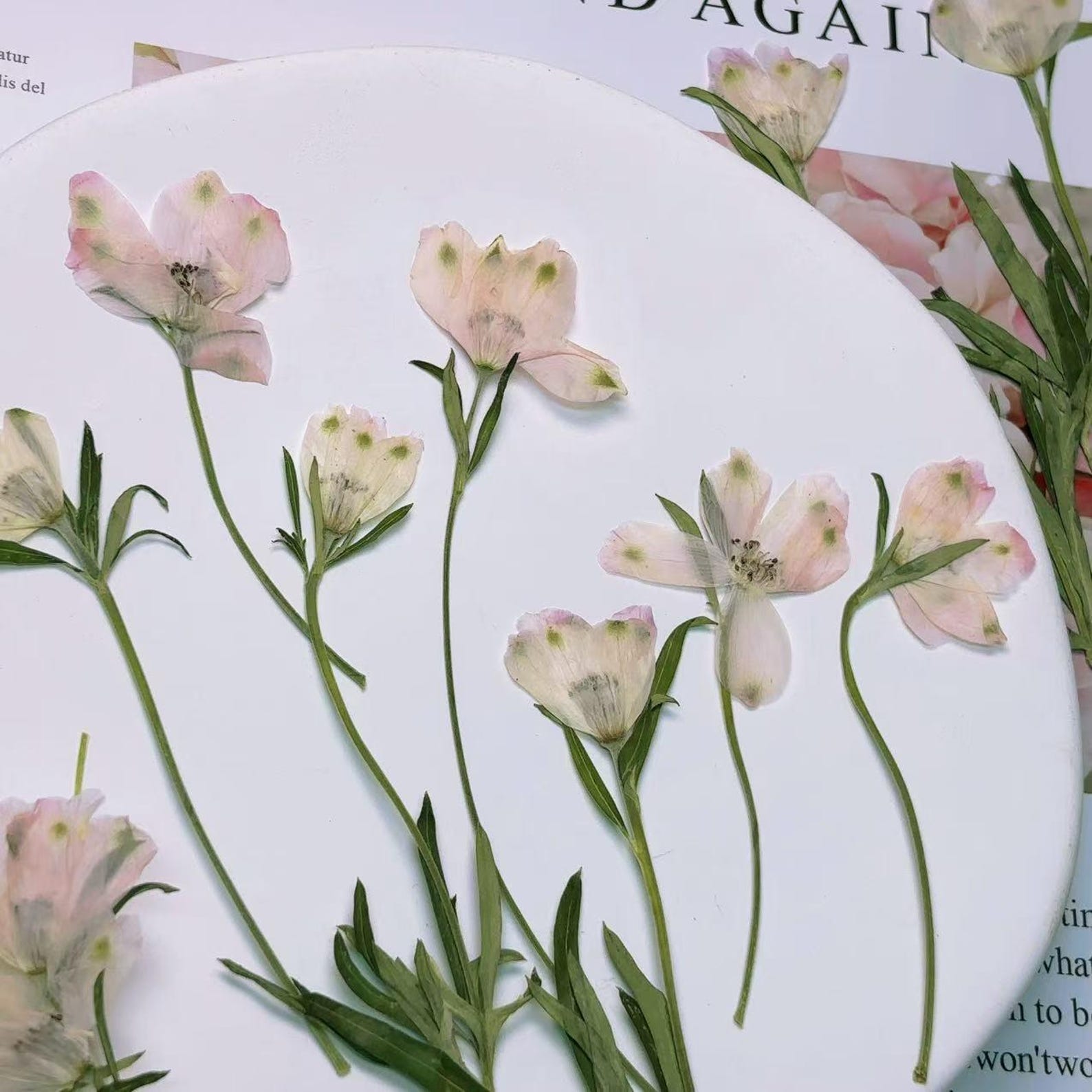 Pressed Flowers,light Pink Pressed Flowers,dry Flower Stems,6 Pcs/pack ...