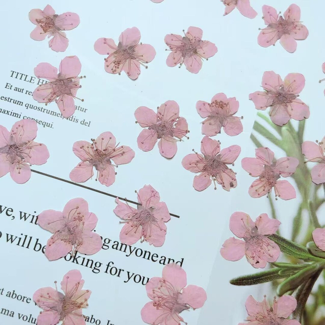 Pressed Flowers,pink Pressed Flowers,10 Pcs/pack,pink Plum Blossom ...