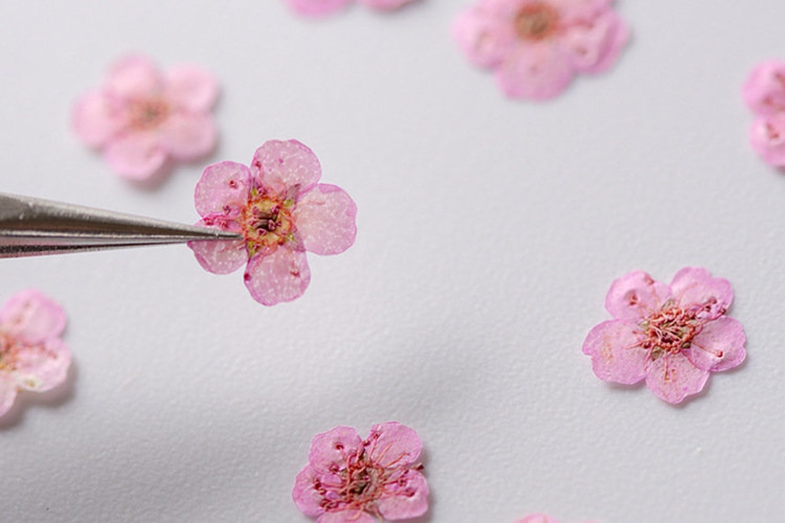 Pressed Flowers,pink Pressed Flowers,20 Pcs/pack,pink Flower,pink Dried ...