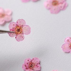 Pressed Flowers,pink Pressed Flowers,20 Pcs/pack,pink Flower,pink Dried ...