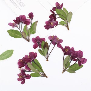 A Pack of 6 Pcs,pressed Dried Flowers,dried Thousand Begonia Flower ...