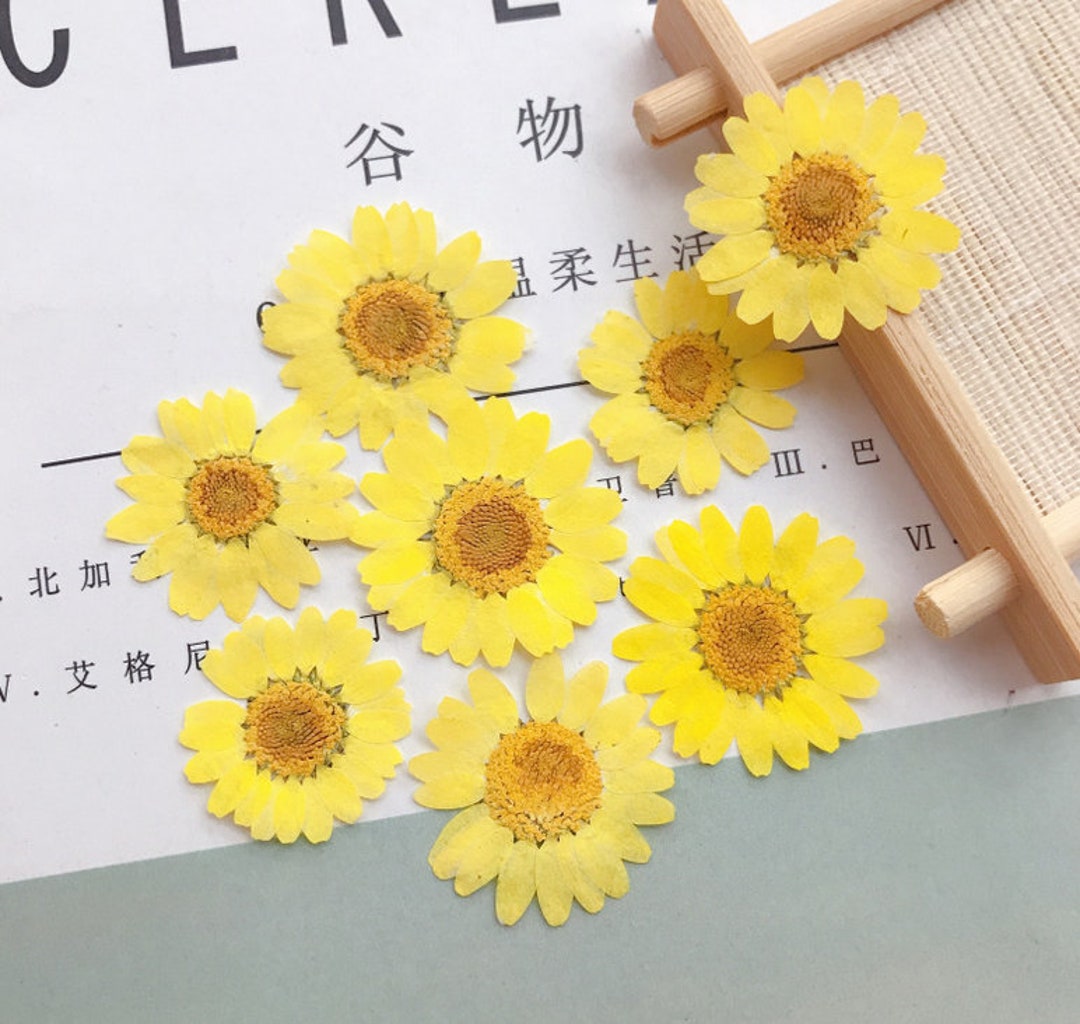 Pressed Flowers,yellow Pressed Flowers,12 Pcs/pack,yellow Flower,dried ...